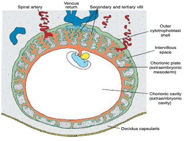 Embryological development of fetal membrane and placenta.pptx