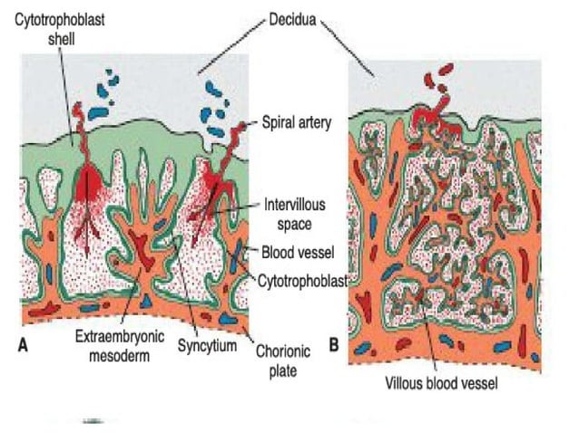 Embryological development of fetal membrane and placenta.pptx