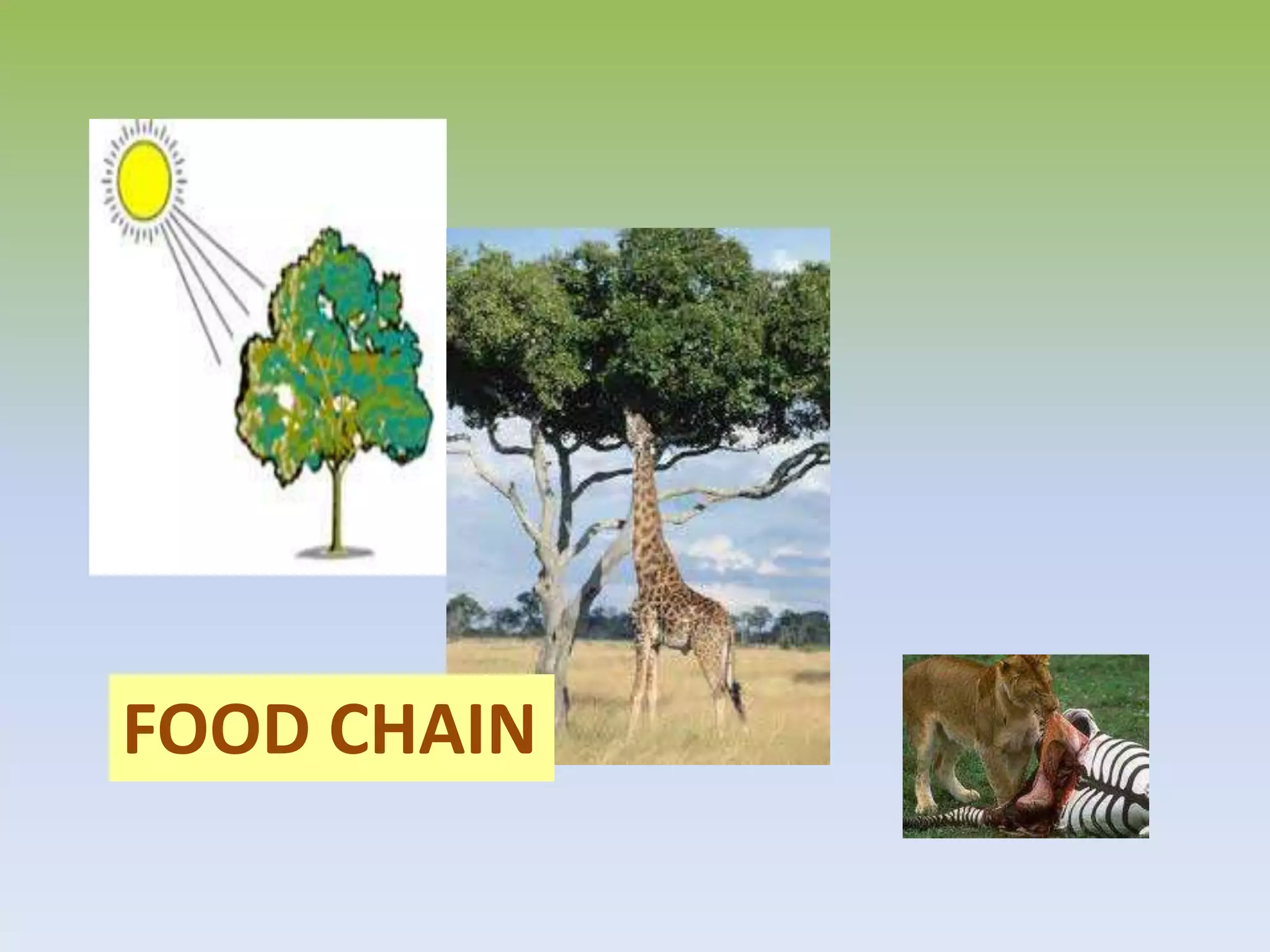 Food Chains in Ecosystems | PPTX | Vegetarian Diets | Food & Drink