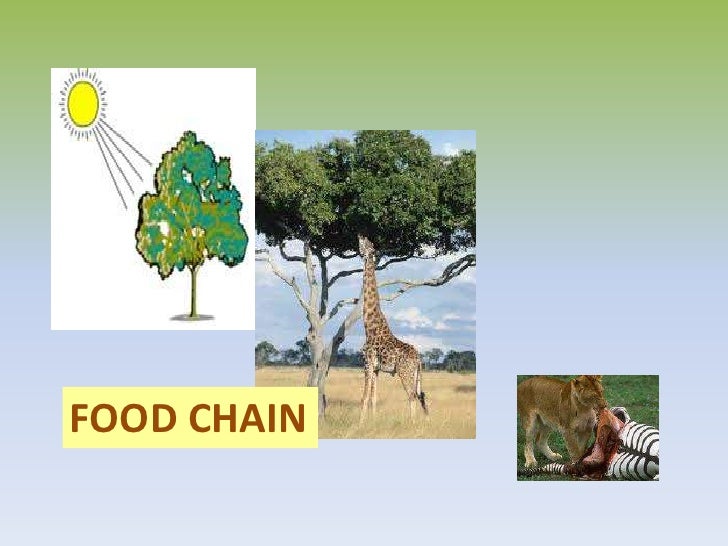 Food Chains in Ecosystems