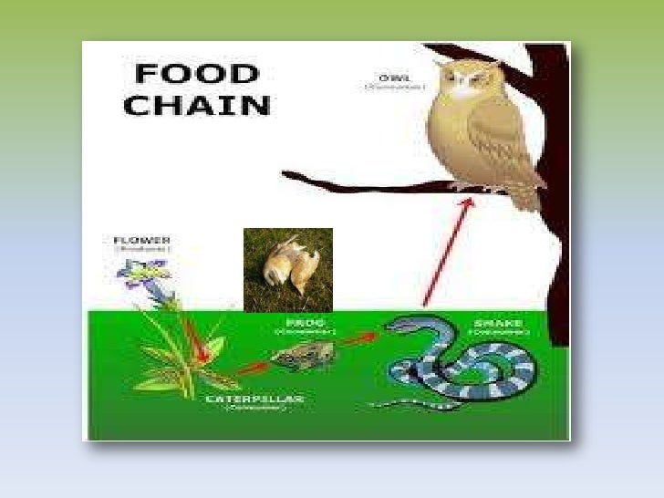 Food Chains in Ecosystems