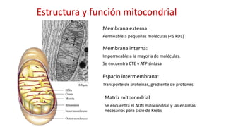Fosforilación oxidativa, sus componentes y como funciona | PDF