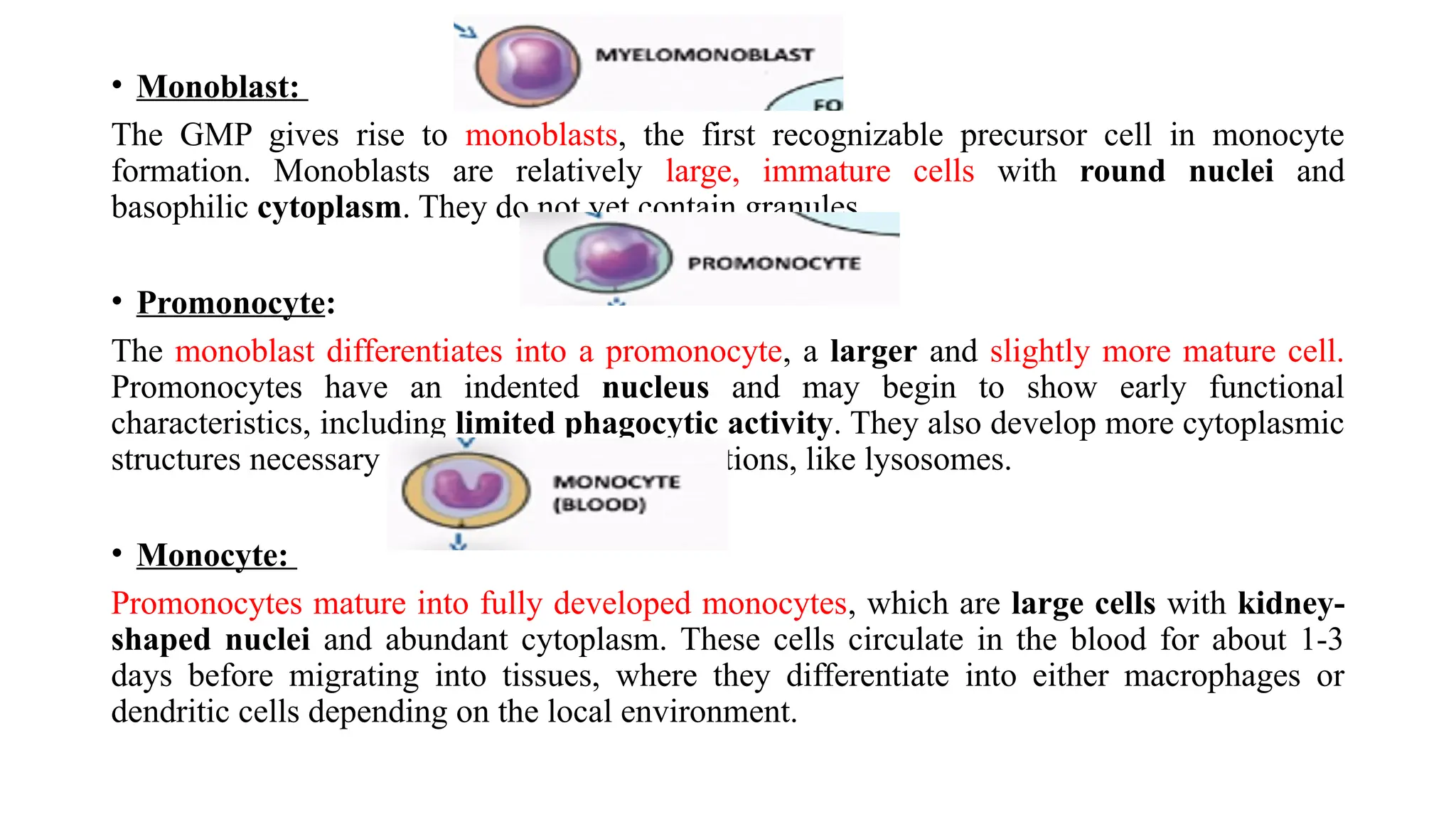 DPT - Physiology - II (Blood Physiology) Function production and types ...