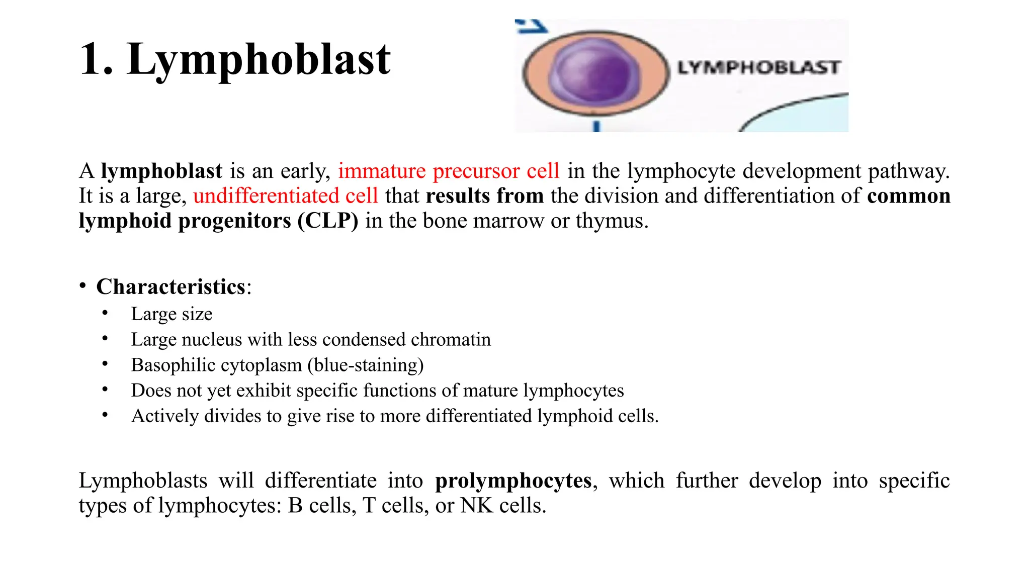 DPT - Physiology - II (Blood Physiology) Function production and types ...