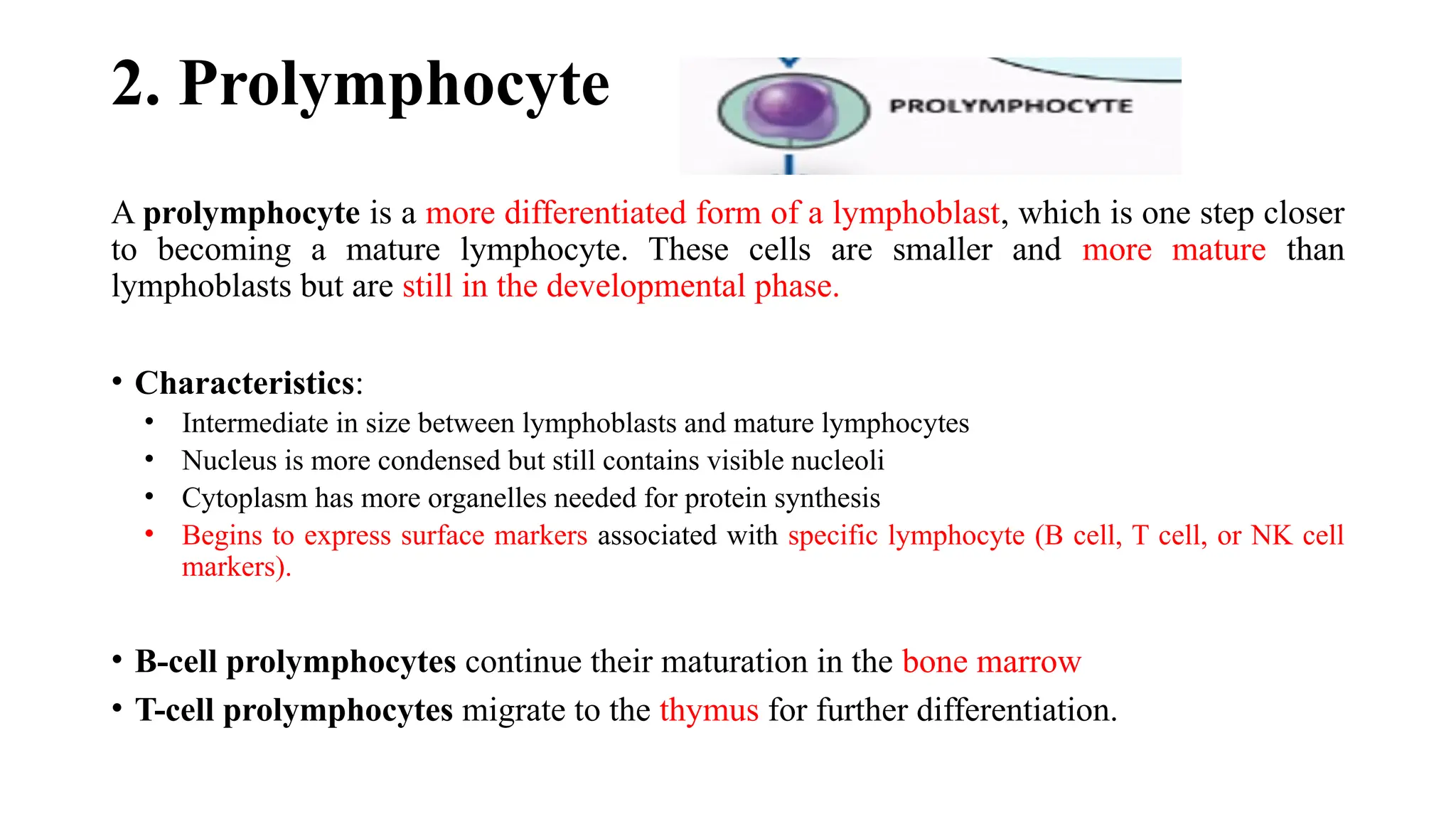 DPT - Physiology - II (Blood Physiology) Function production and types ...