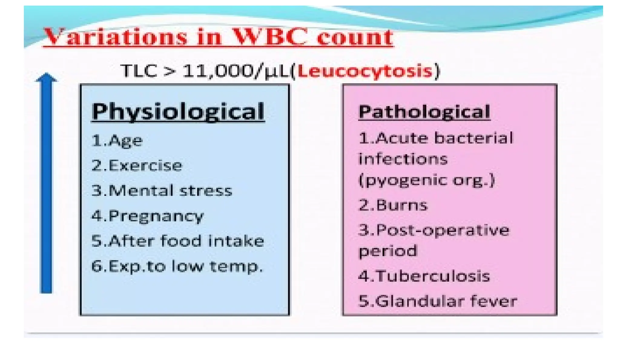 DPT - Physiology - II (Blood Physiology) Function production and types ...