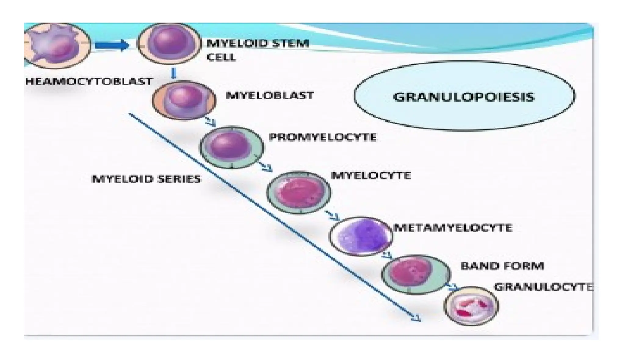 DPT - Physiology - II (Blood Physiology) Function production and types ...