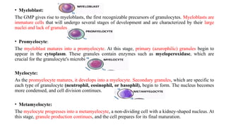 DPT - Physiology - II (Blood Physiology) Function production and types ...