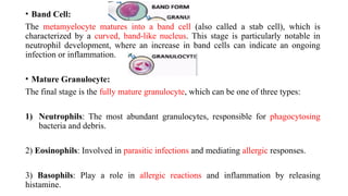 DPT - Physiology - II (Blood Physiology) Function production and types ...