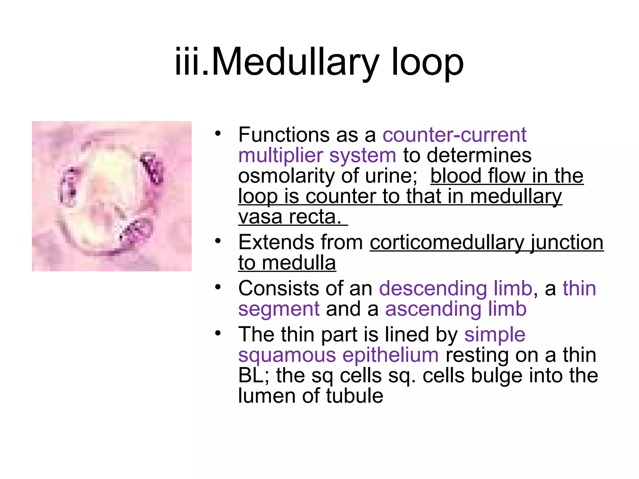 Lecture urinary system histology | PPT