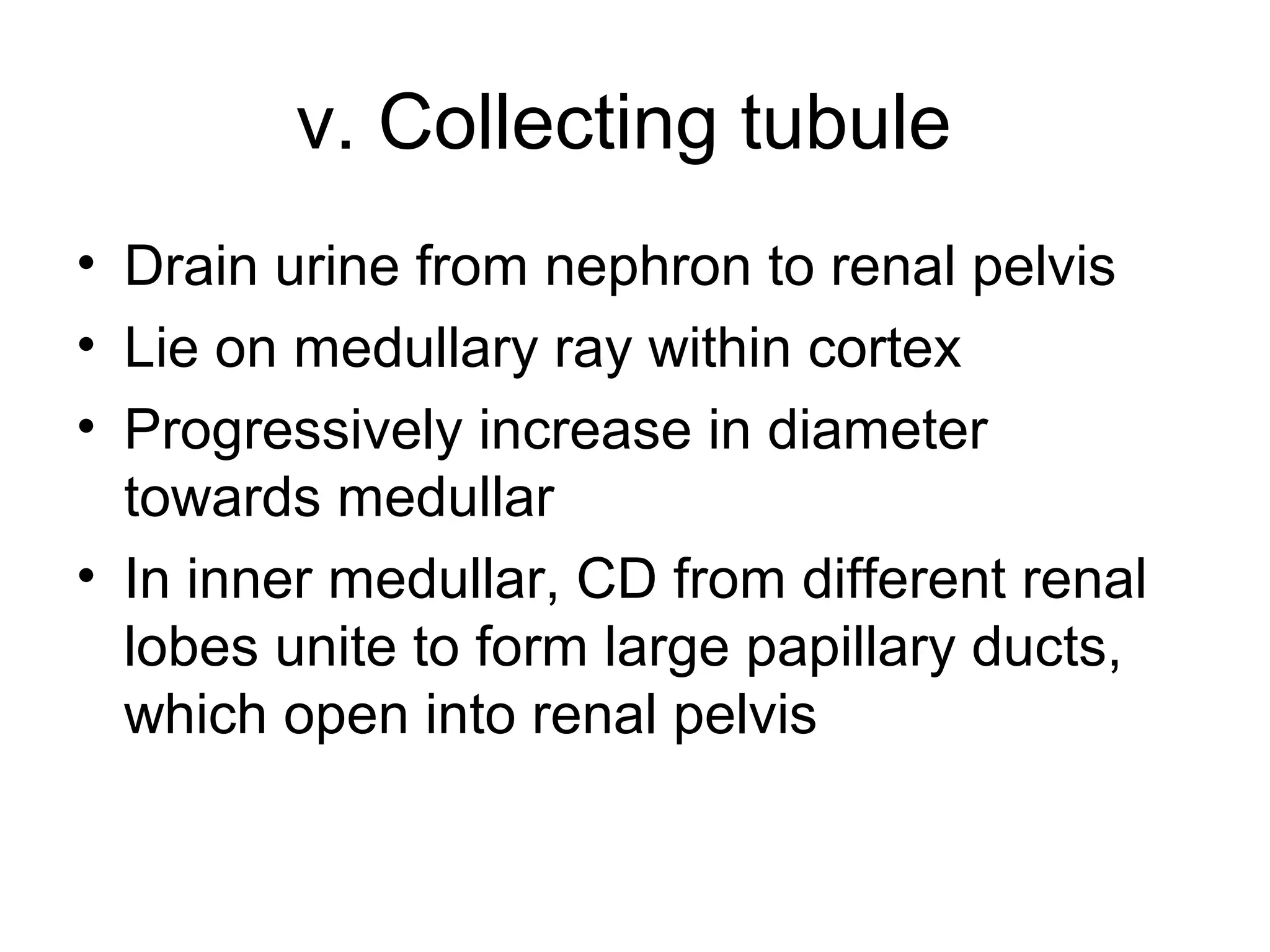 Lecture urinary system histology | PPT