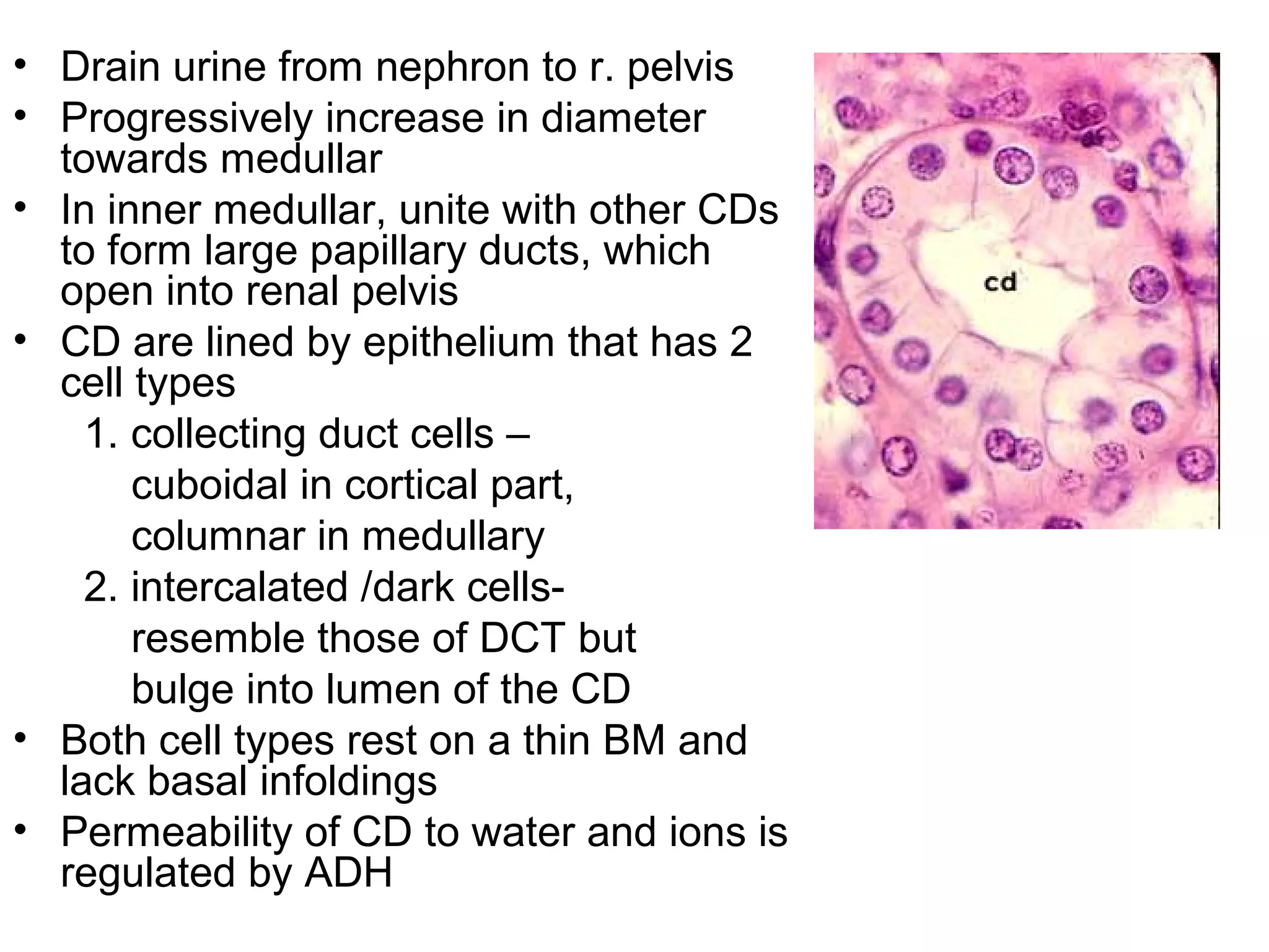 Lecture urinary system histology | PPT