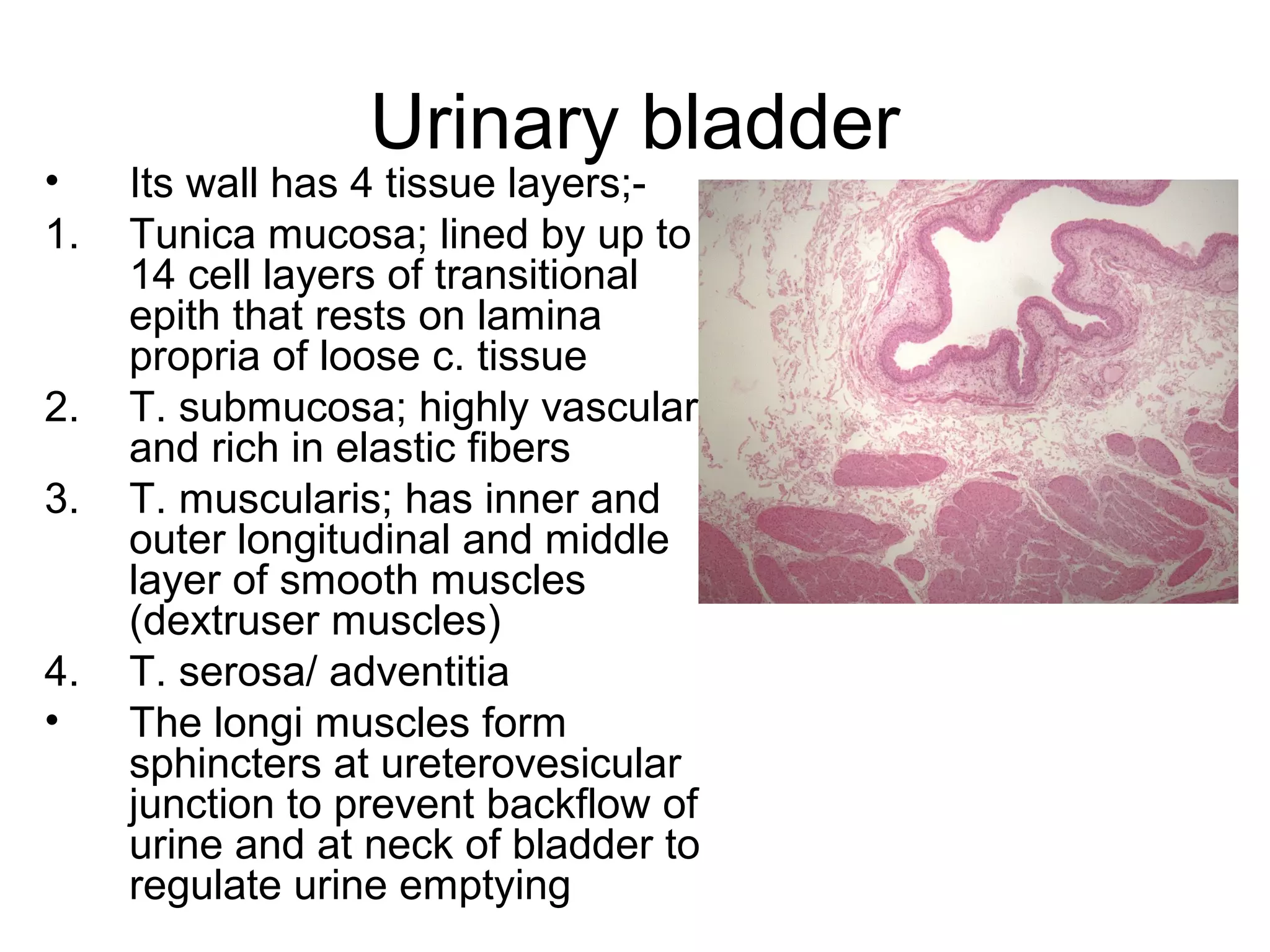 Lecture urinary system histology | PPT