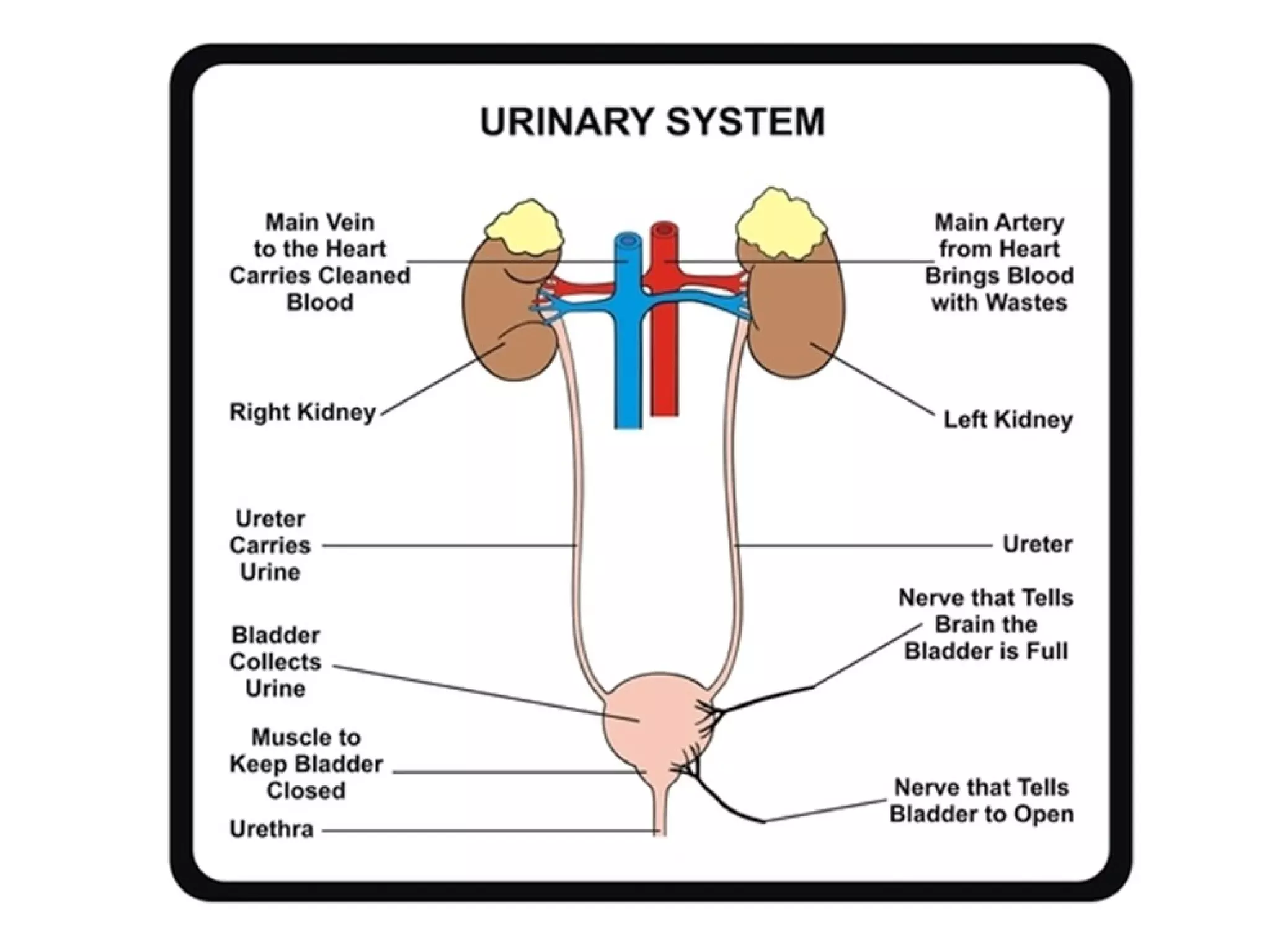 Lecture urinary system histology | PPT