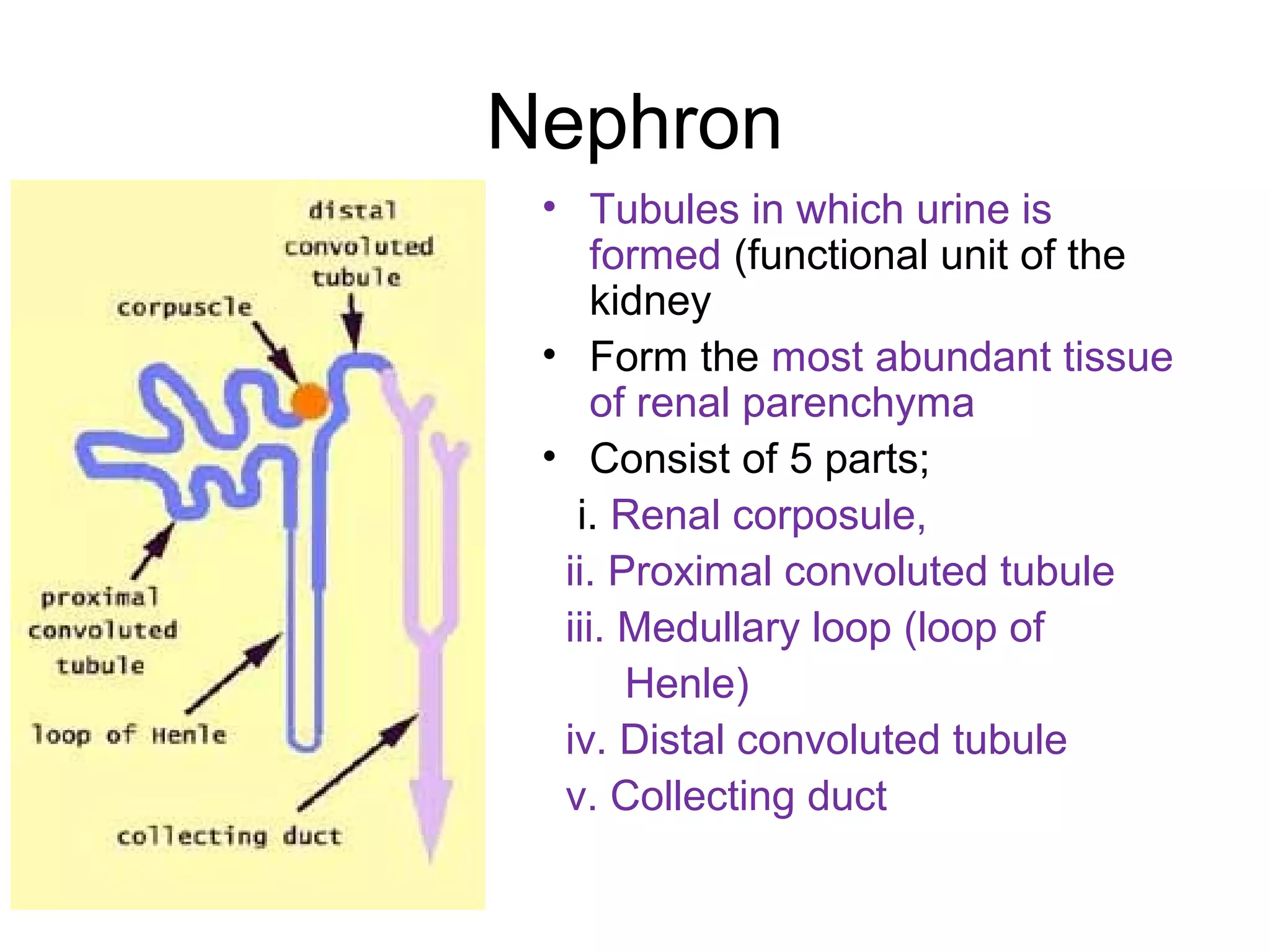 Lecture urinary system histology | PPT