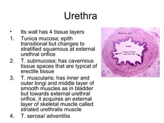 Lecture urinary system histology | PPT