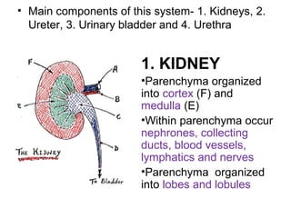 Lecture urinary system histology | PPT