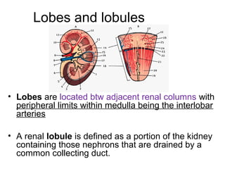 Lecture urinary system histology | PPT