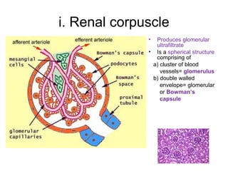 Lecture urinary system histology | PPT