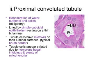 Lecture urinary system histology | PPT