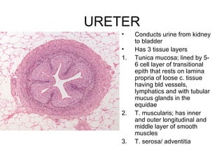 Ureter Vs Urethra Histology