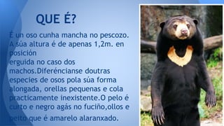 O oso do sol, oso malaio | PPT