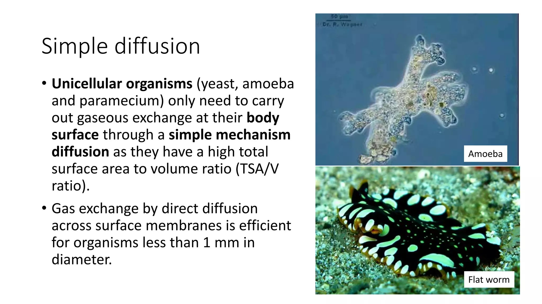 Chapter 7 gas exchange Senior 1 Biology 独中高一生物 | PPTX