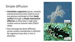 Chapter 7 gas exchange Senior 1 Biology 独中高一生物 | PPTX