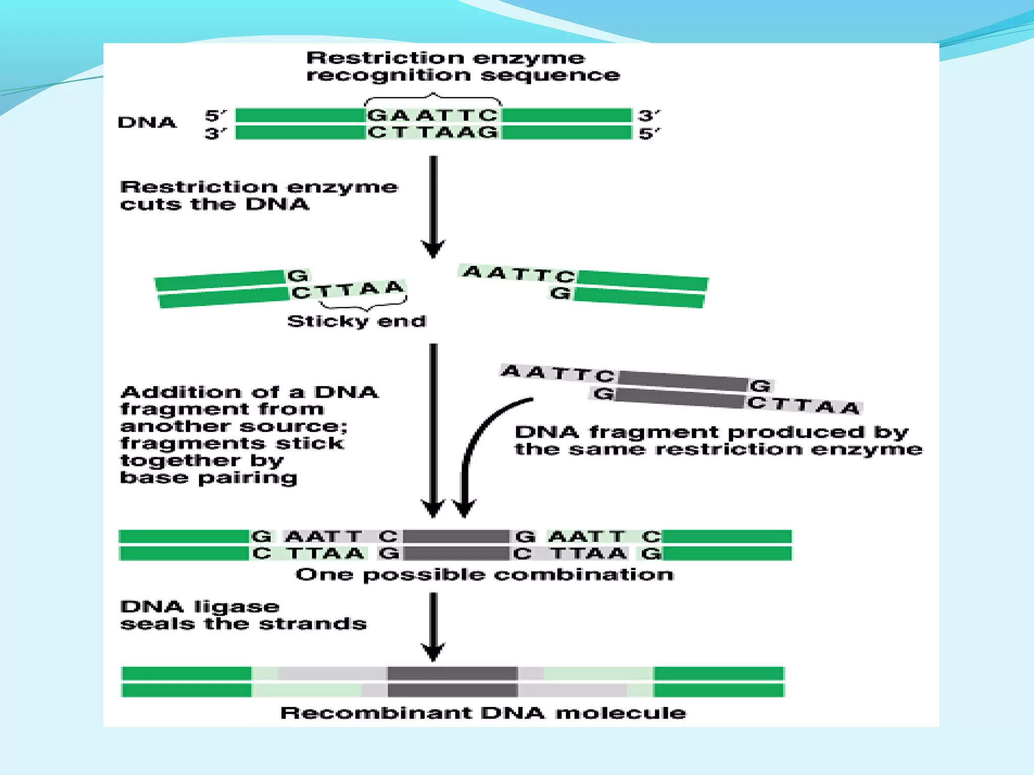 gene cloning principles an technique | PPT