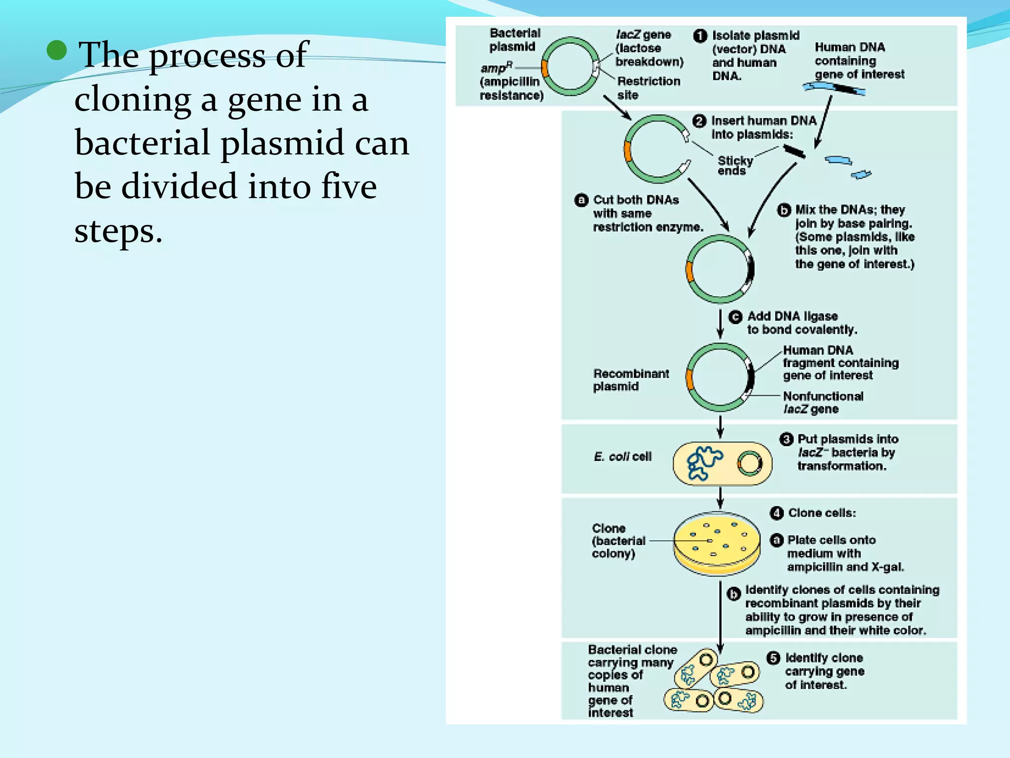 gene cloning principles an technique | PPT