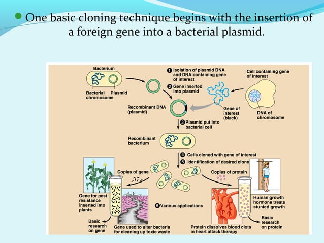 gene cloning principles an technique | PPT