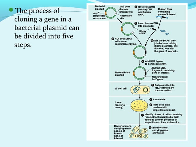 gene cloning principles an technique | PPT