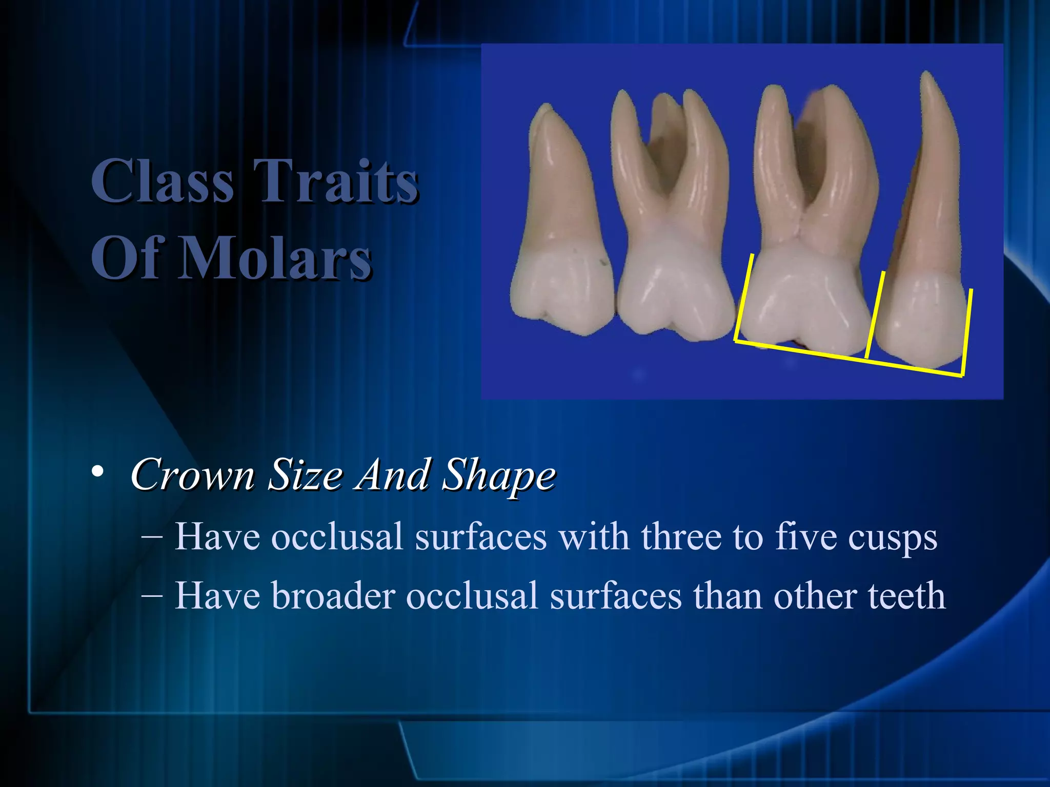 Maxillary Molars | PPT