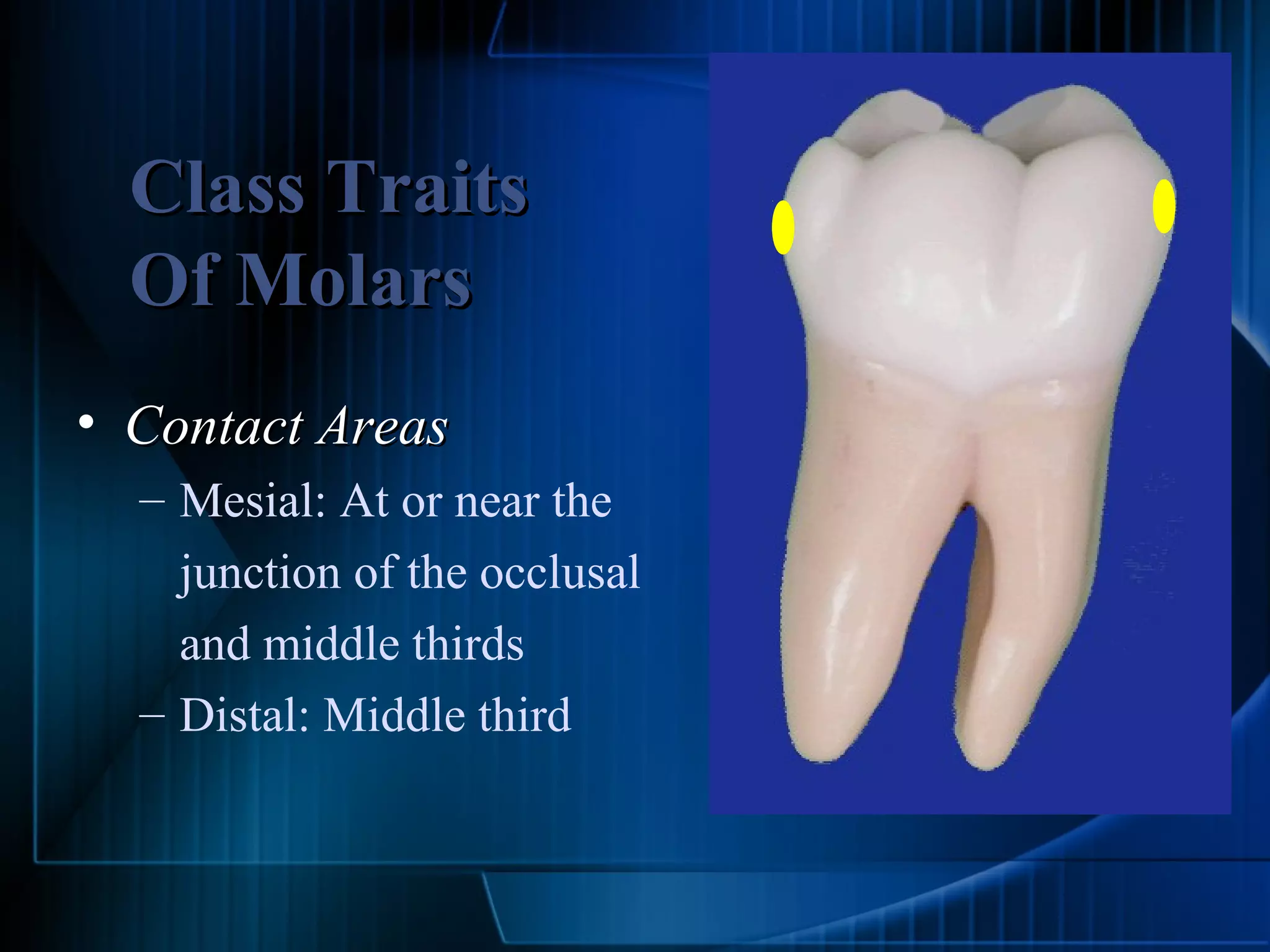 Maxillary Molars | PPT