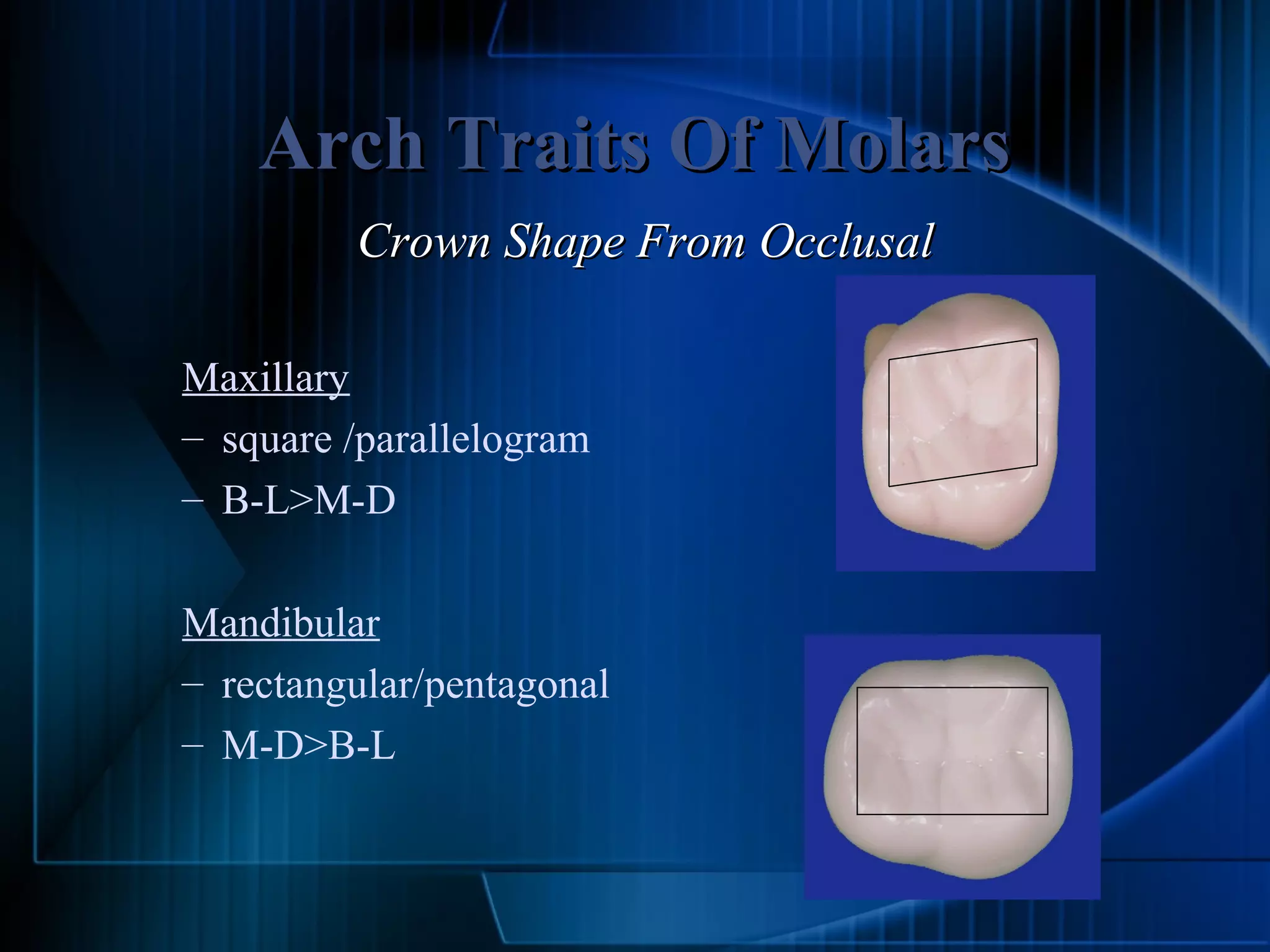 Maxillary Molars | PPT