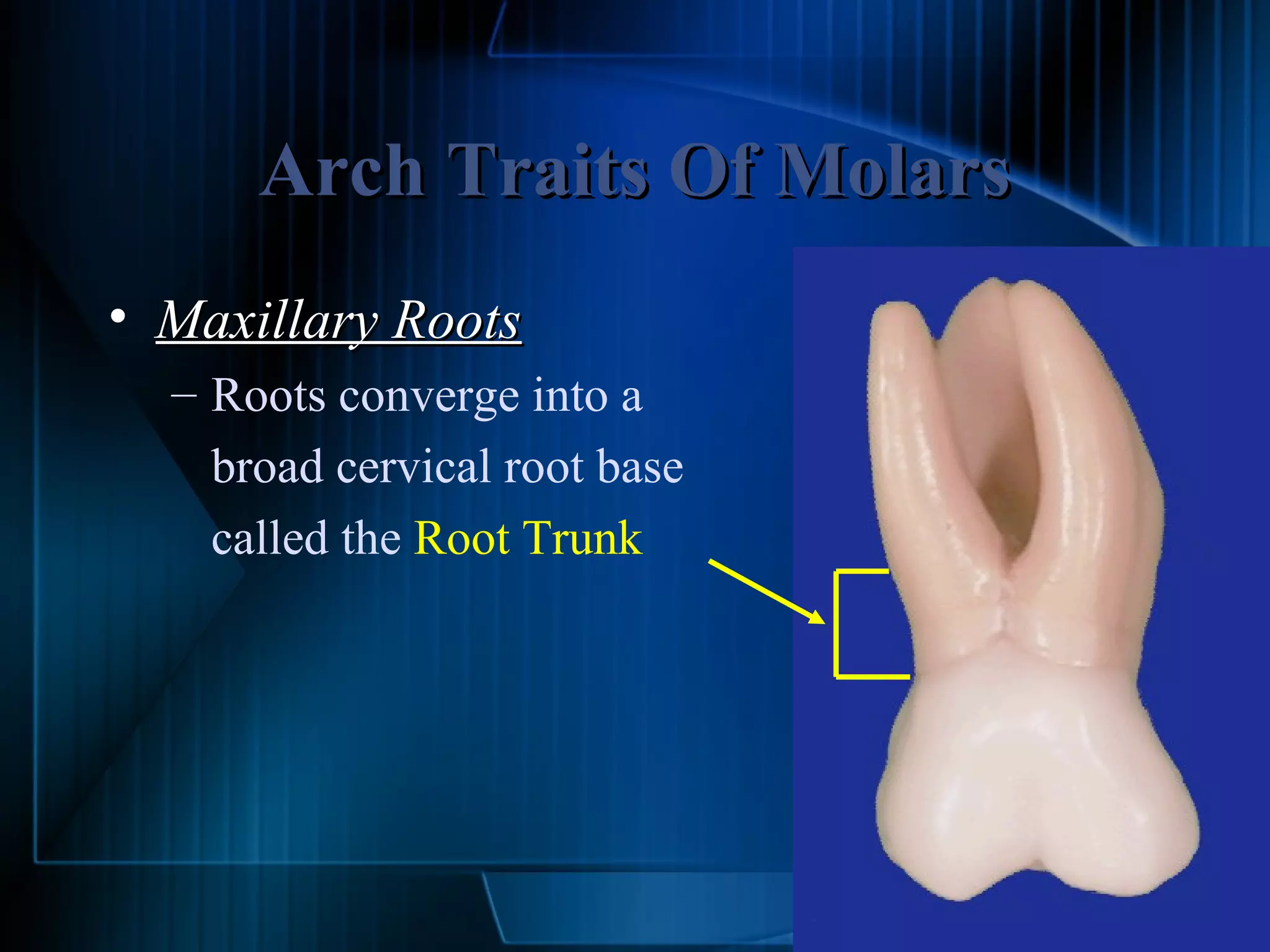 Maxillary Molars | PPT