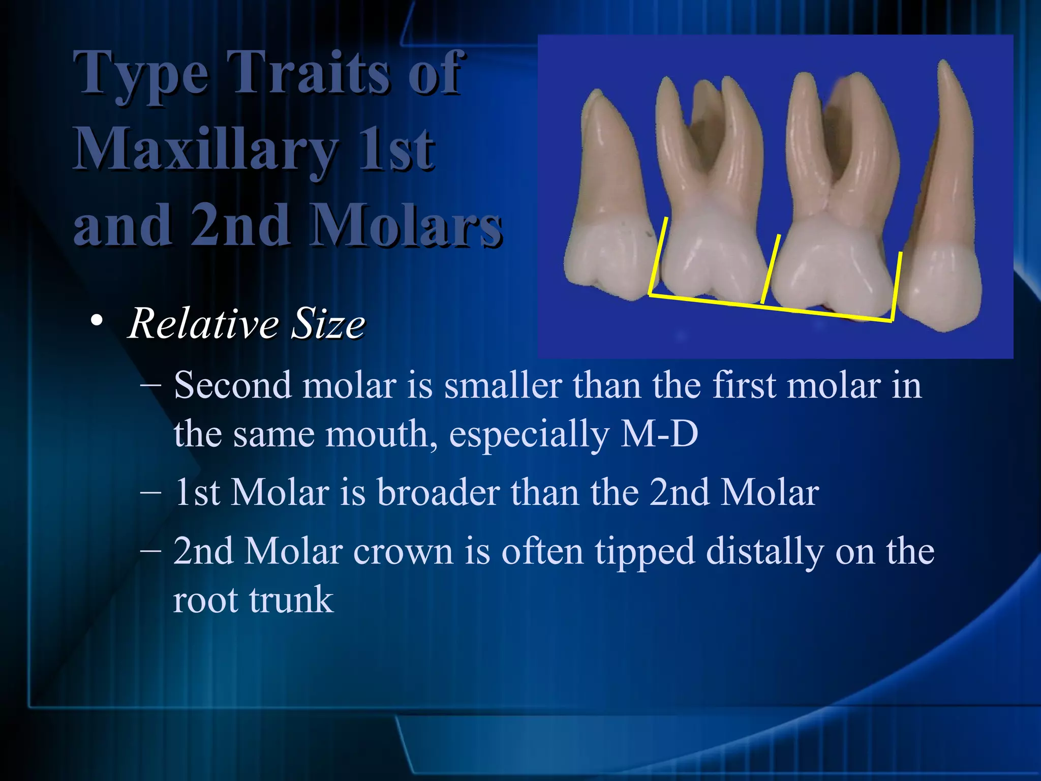 Maxillary Molars | PPT
