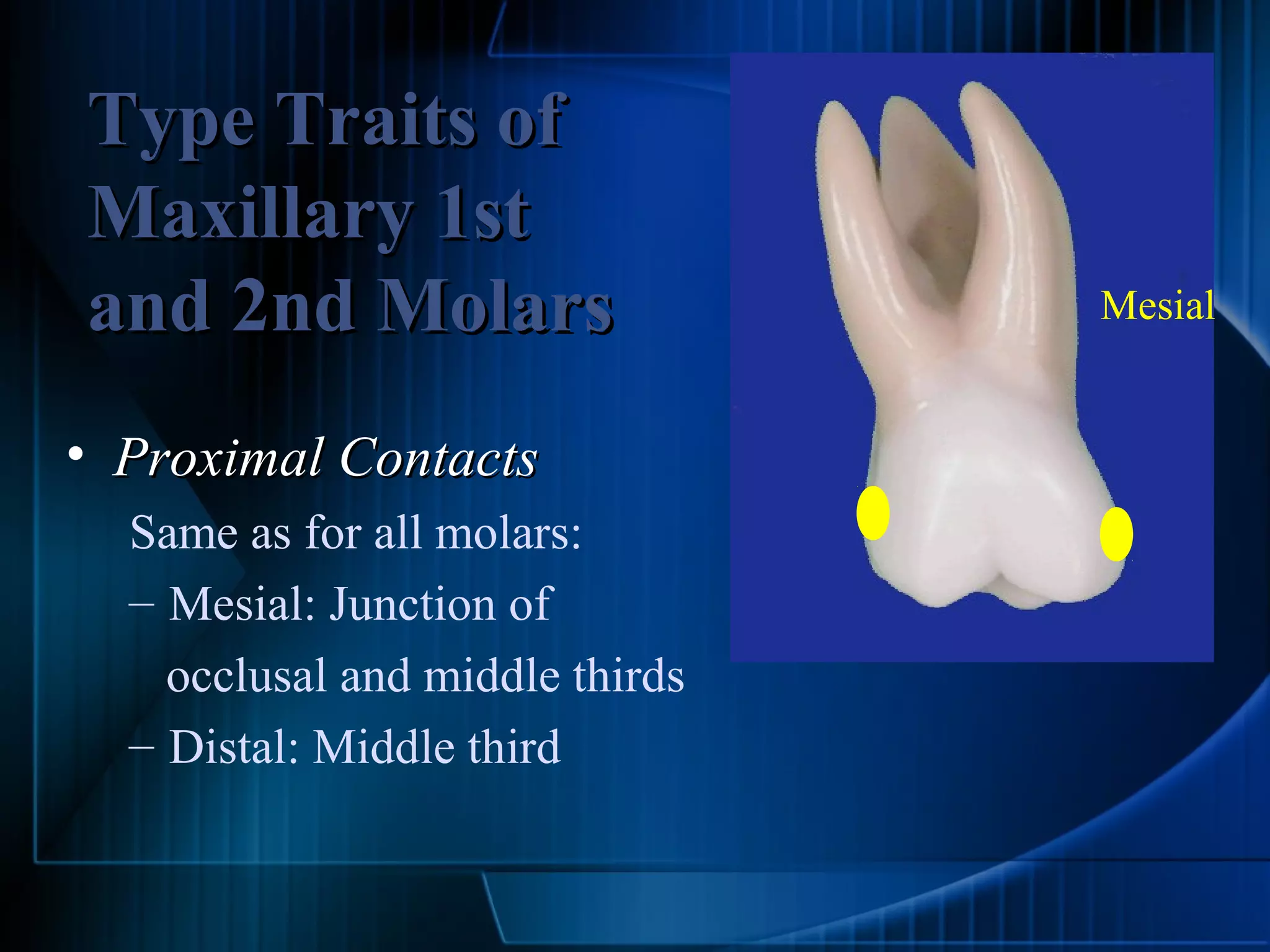 Maxillary Molars | PPT