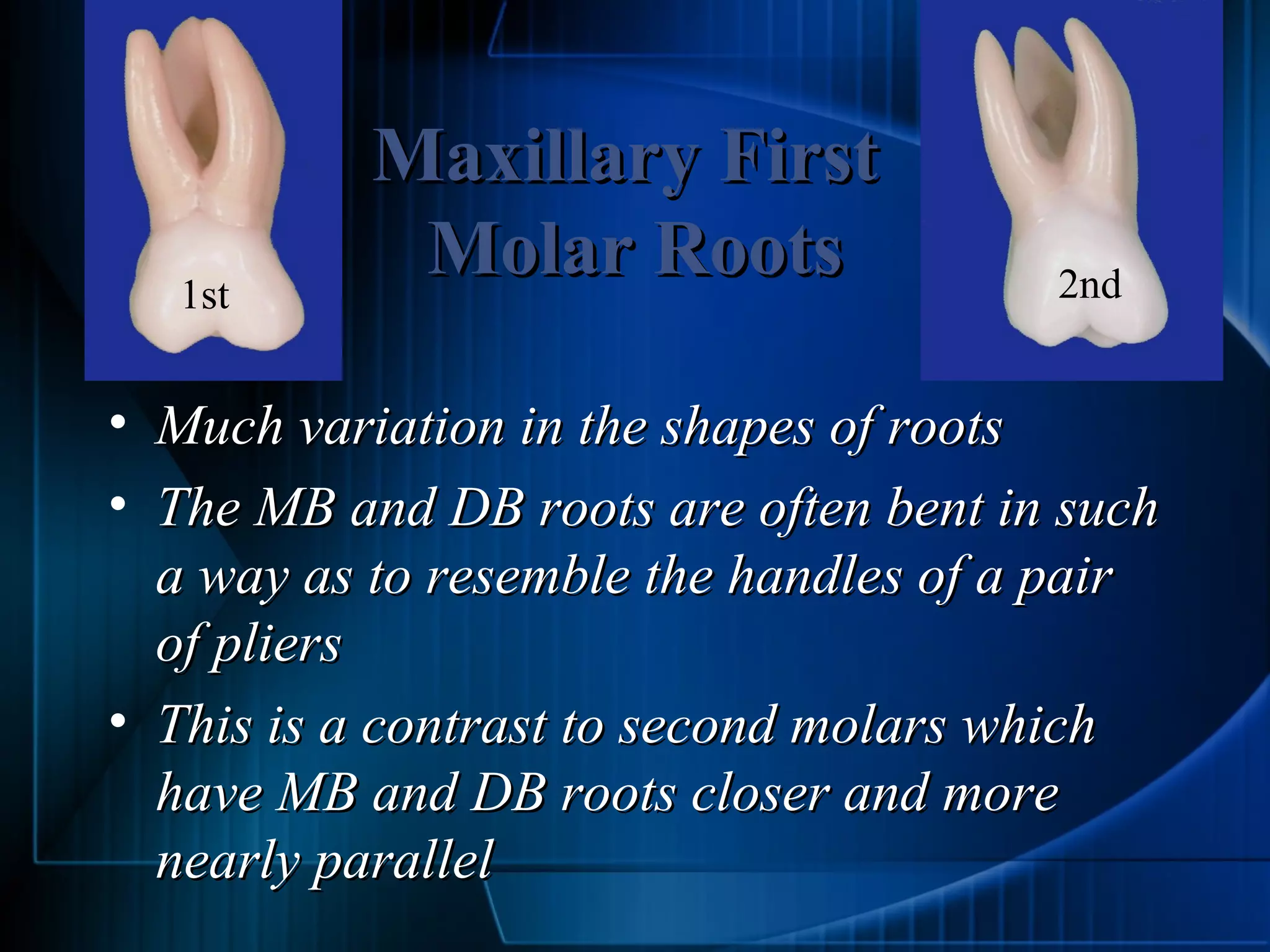 Maxillary Molars | PPT