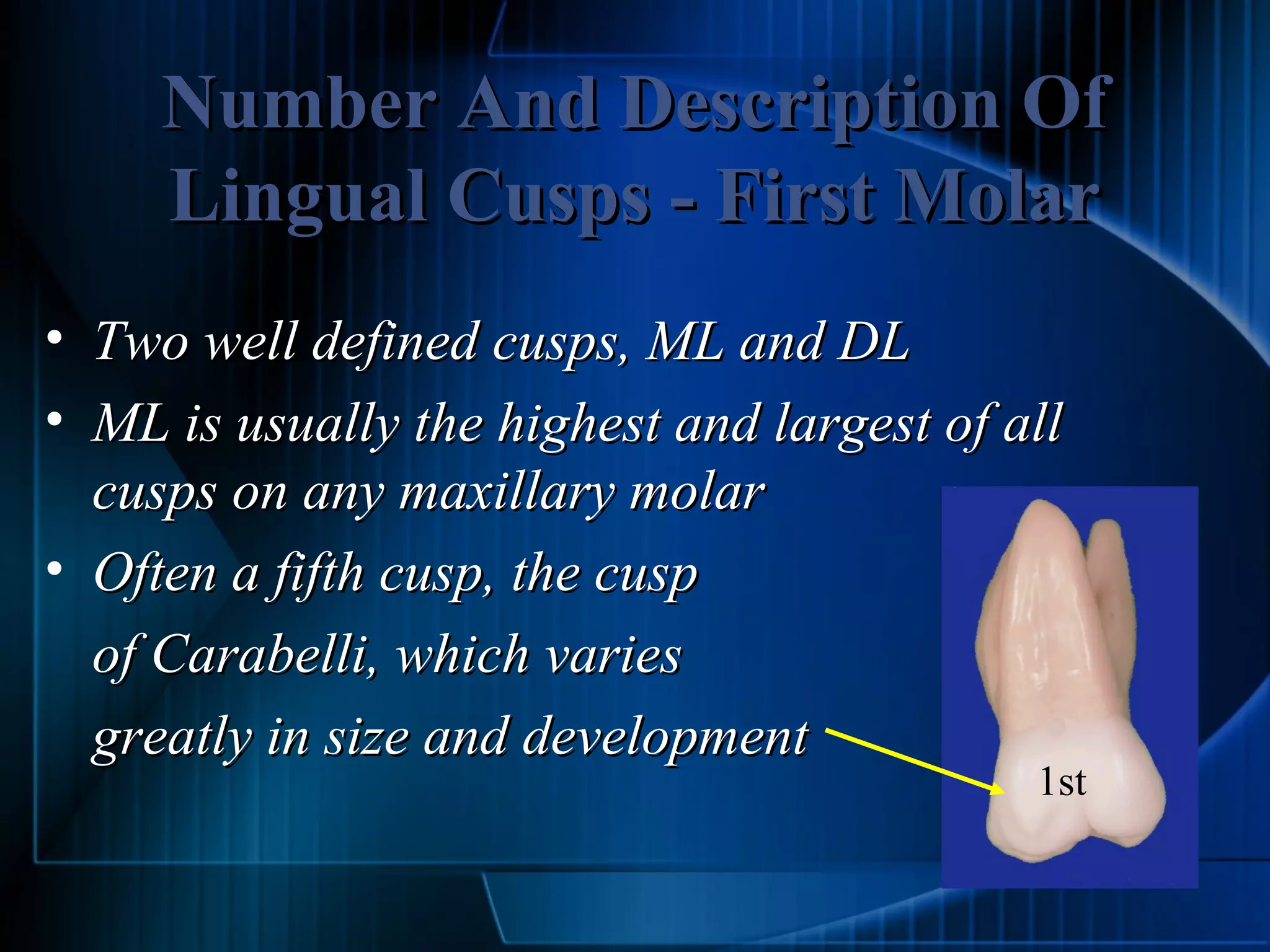 Maxillary Molars | PPT