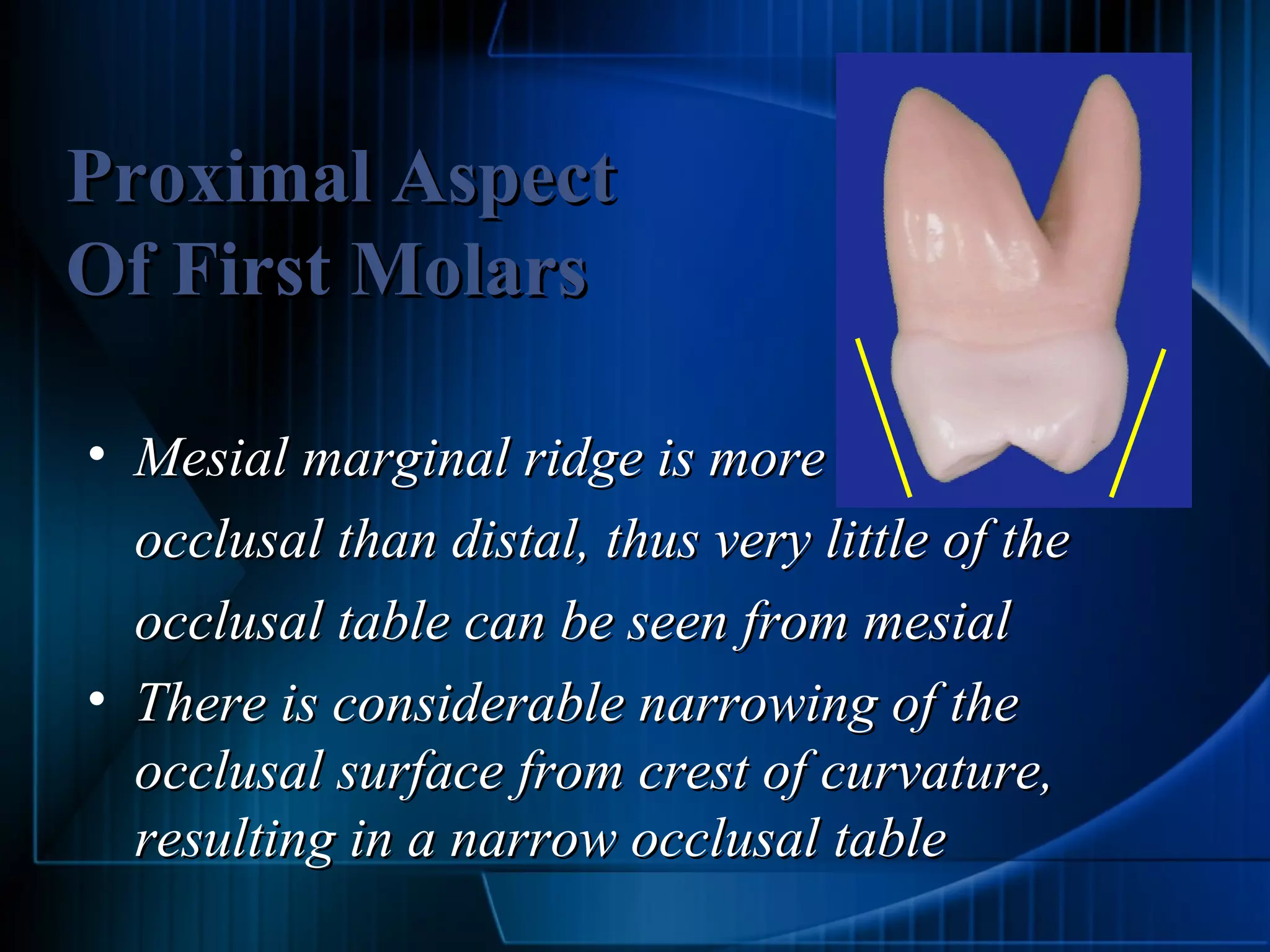 Maxillary Molars | PPT