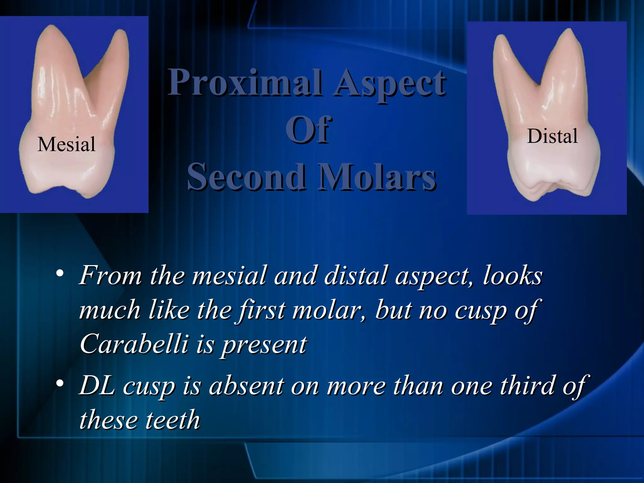 Maxillary Molars | PPT