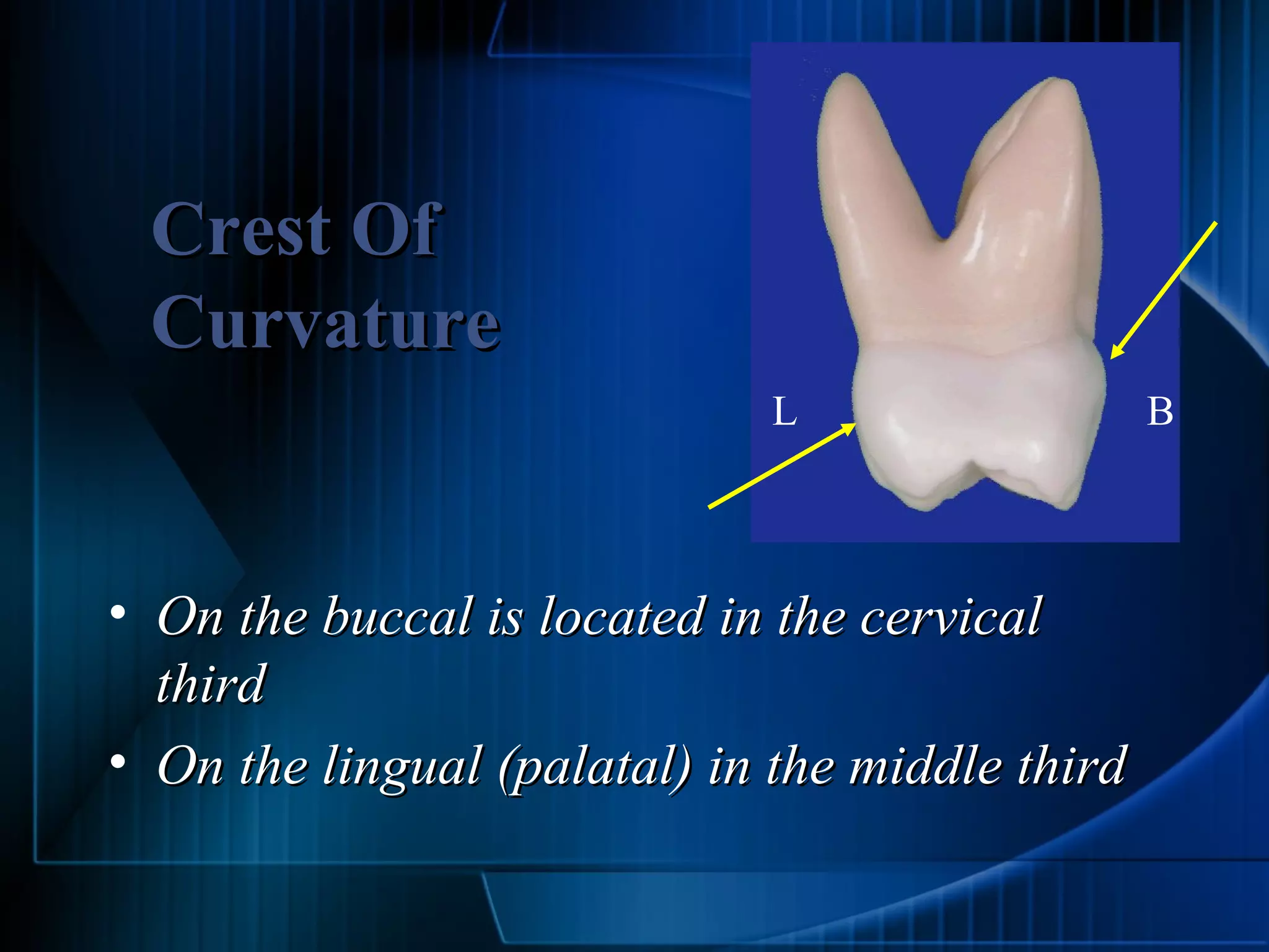 Maxillary Molars | PPT