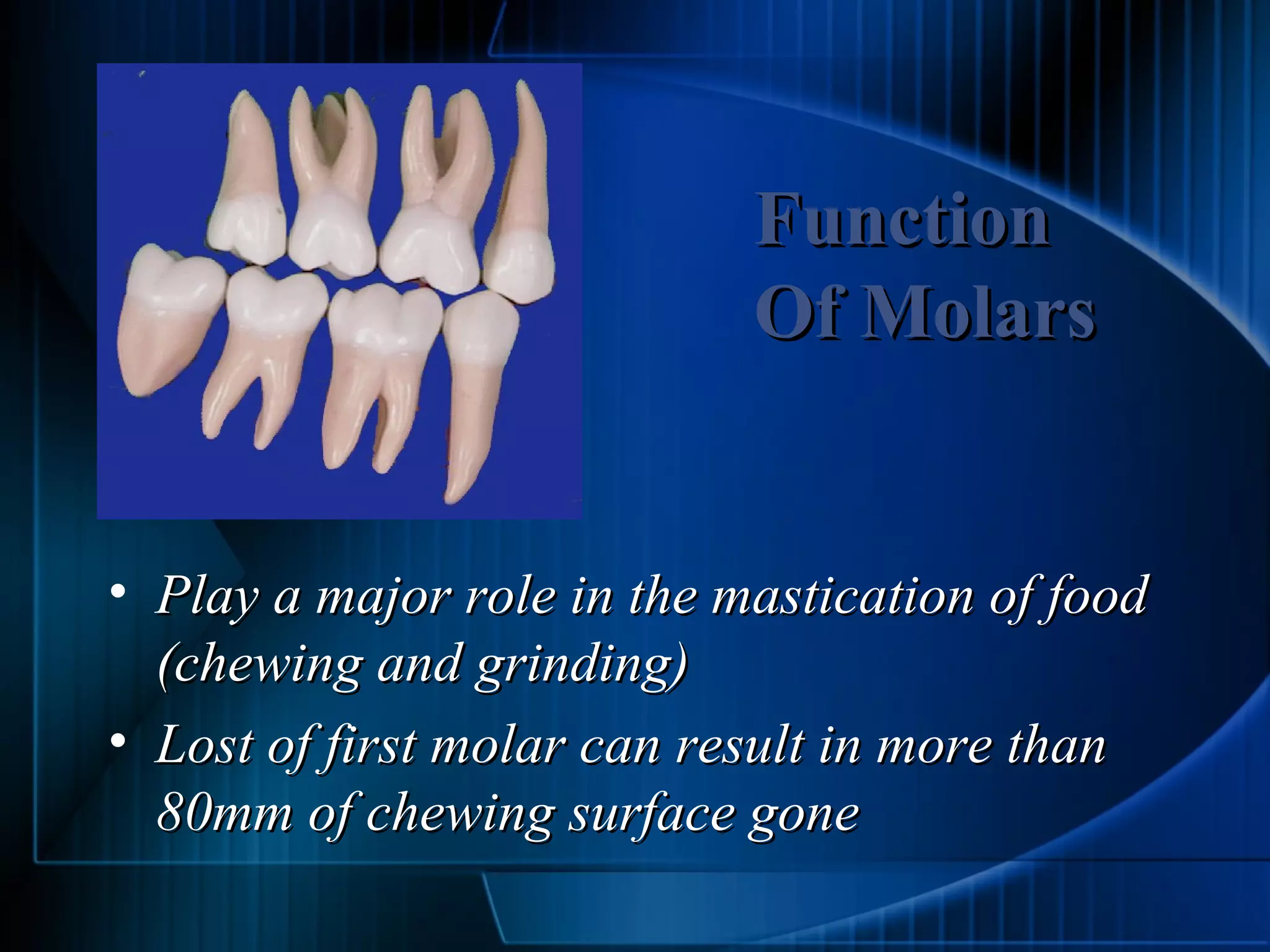 Maxillary Molars | PPT