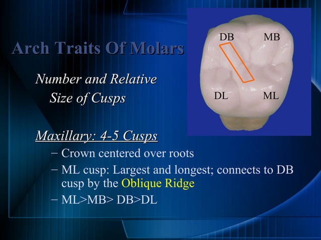 Maxillary Molars | PPT | Dental Health | Diseases and Conditions