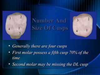 Maxillary Molars | PPT