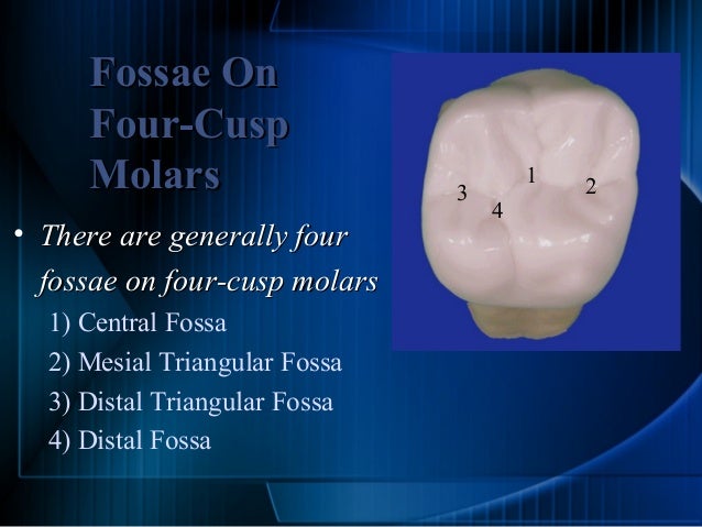 Triangular Fossa Teeth