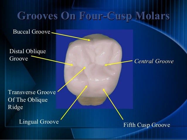 Maxillary Molars