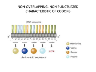 7 genetic code and mutation by me.pptx
