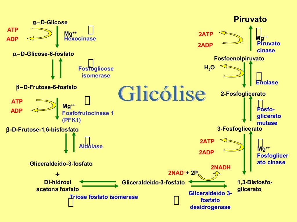 Onde Ocorre A Gliconeogenese - RETOEDU